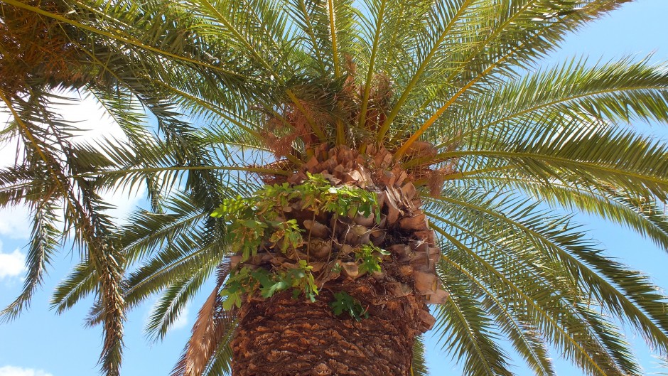 Palm Tree & Fig Tree Leaves together - Marmarisinfo Gallery