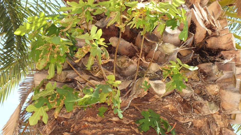 Palm Tree & Fig Tree Leaves together - Marmarisinfo Gallery