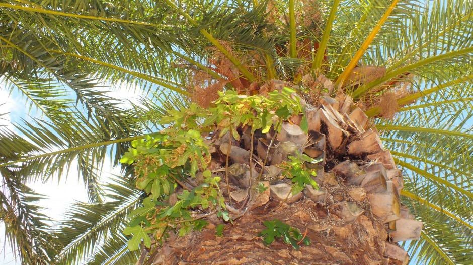 Palm Tree & Fig Tree Leaves together - Marmarisinfo Gallery