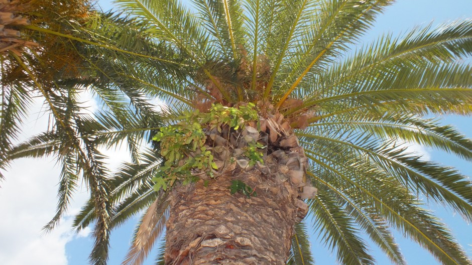 Palm Tree & Fig Tree Leaves together - Marmarisinfo Gallery